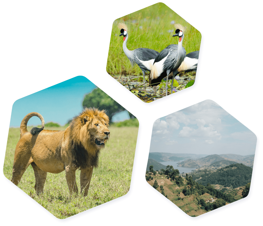 Convert CAD to UGX | Canadian Dollar to Ugandan Shilling | Remitbee